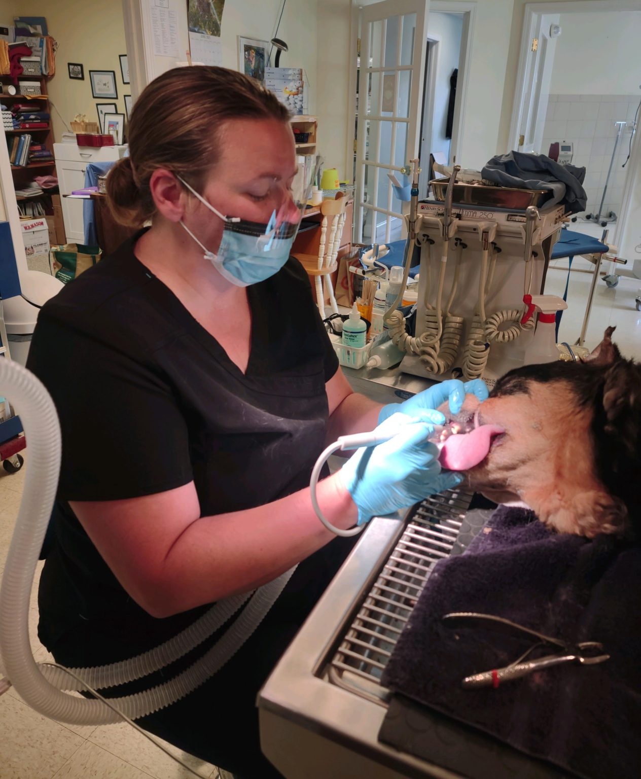 Veterinary and Medical Care facilities in New York